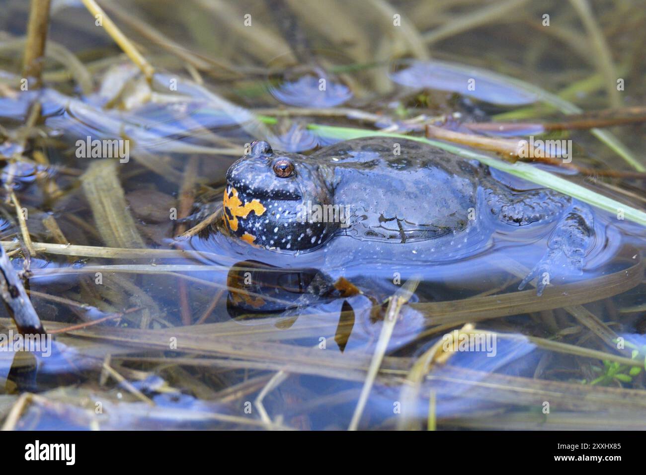 Calling fire-bellied toad in spring. Male European fire-bellied toad in ...