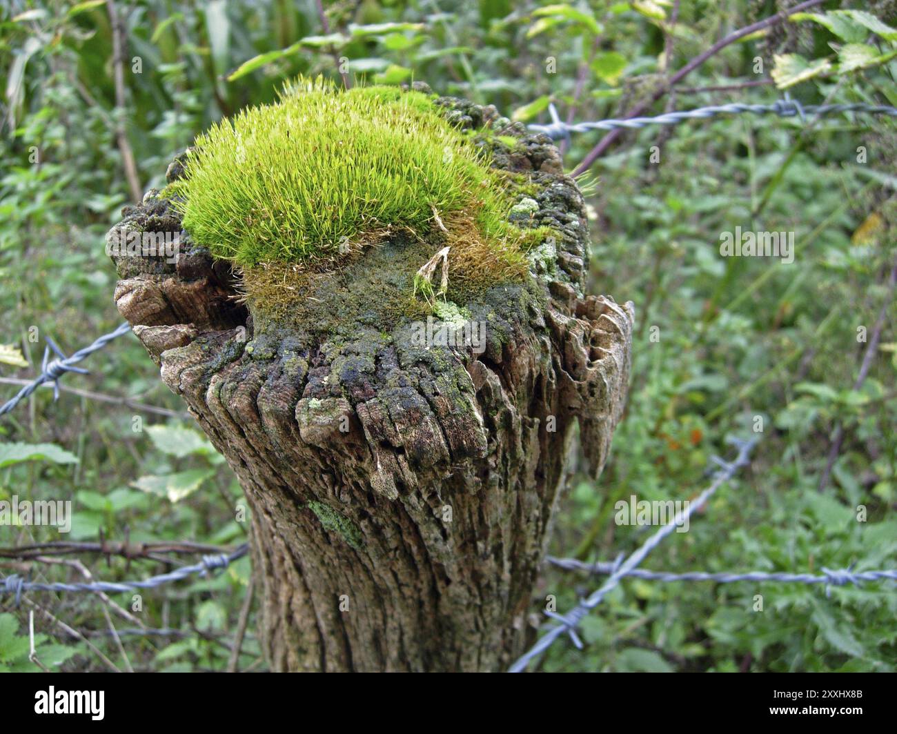 Mosses and lichens on a pasture fence post Stock Photo - Alamy