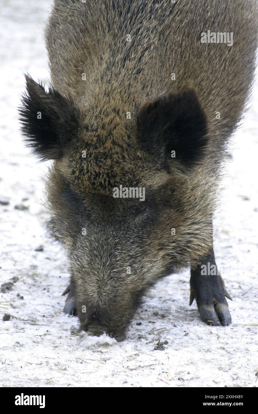 Boar sus scrofa burrow hi-res stock photography and images - Alamy