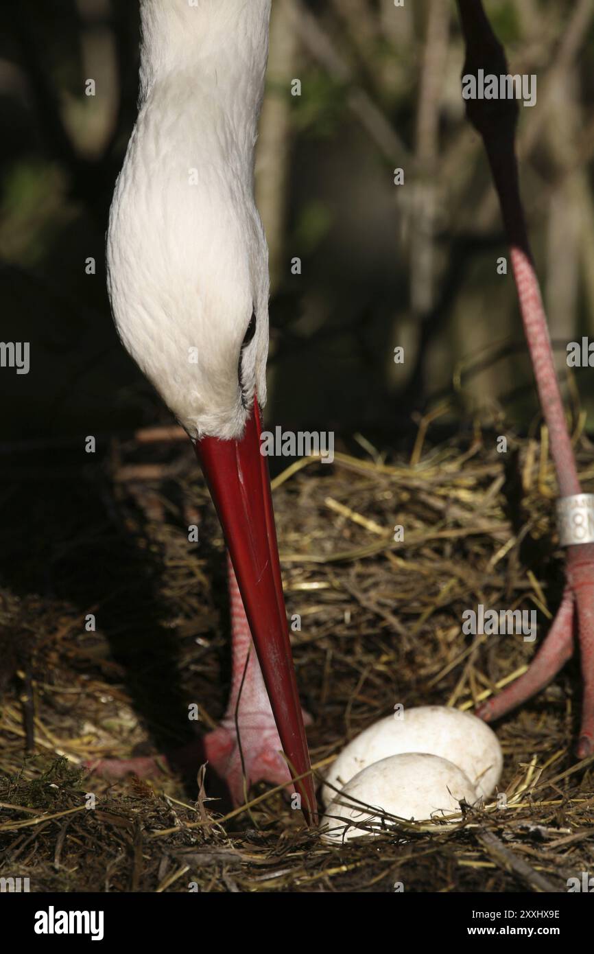 White stork eggs in the nest Stock Photo - Alamy