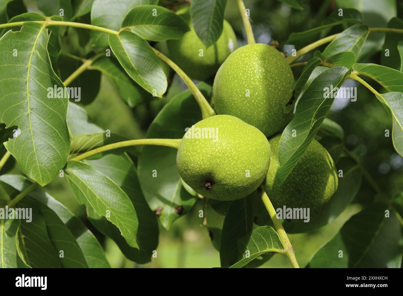 Fruit richly cluster hi-res stock photography and images - Alamy
