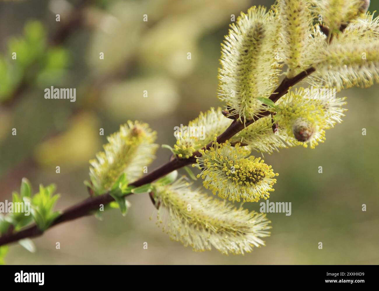 Willow catkin, catkin 55 Stock Photo - Alamy