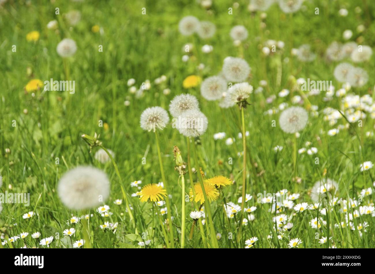 Daisy seed hi-res stock photography and images - Alamy