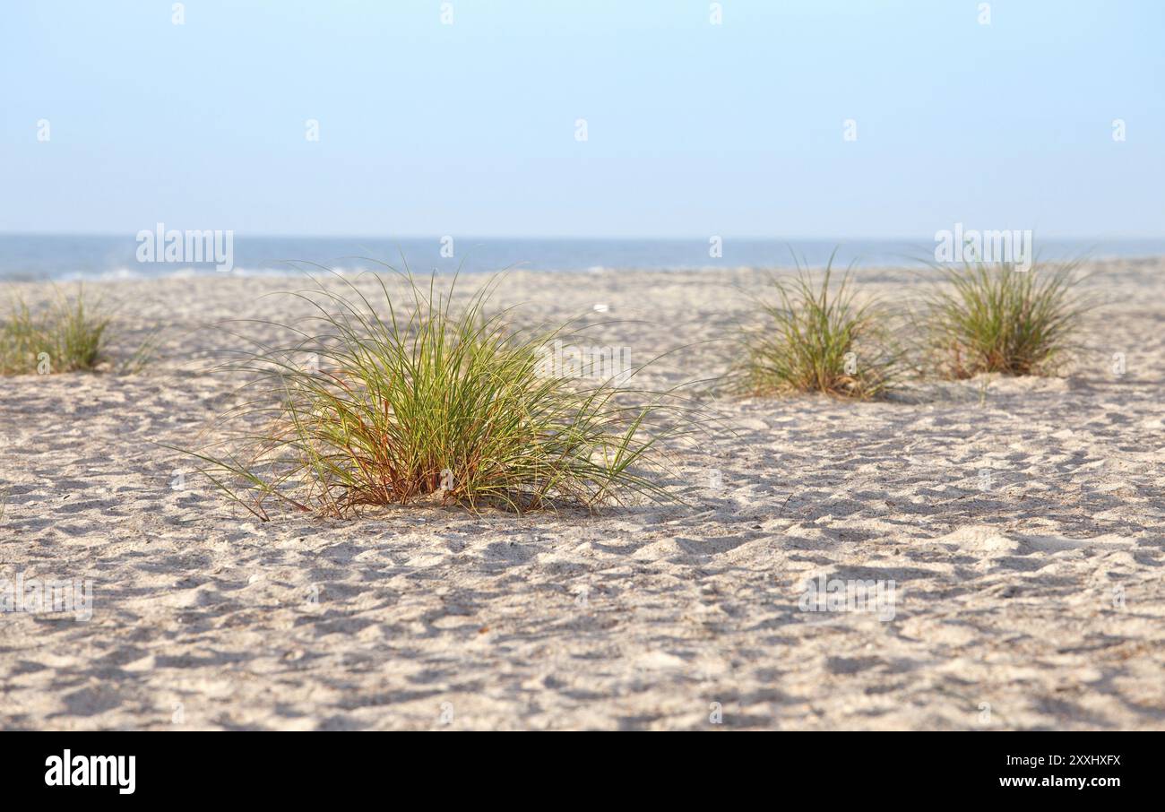 Beach sand dune grasses Stock Photo - Alamy