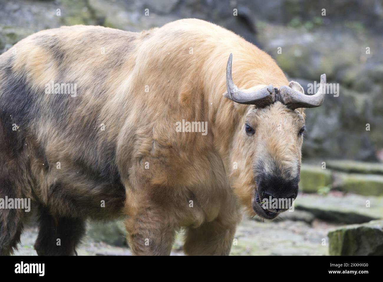 Close up Sichuan Takin Stock Photo - Alamy