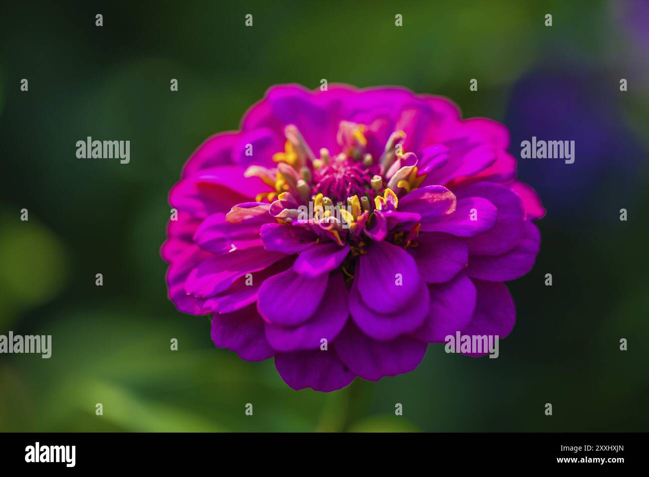 Lush pink blossom of a flower Stock Photo - Alamy