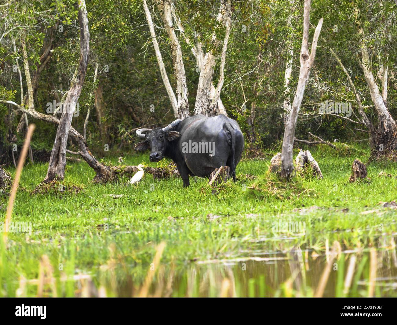 Thai swamp buffalo hi-res stock photography and images - Alamy