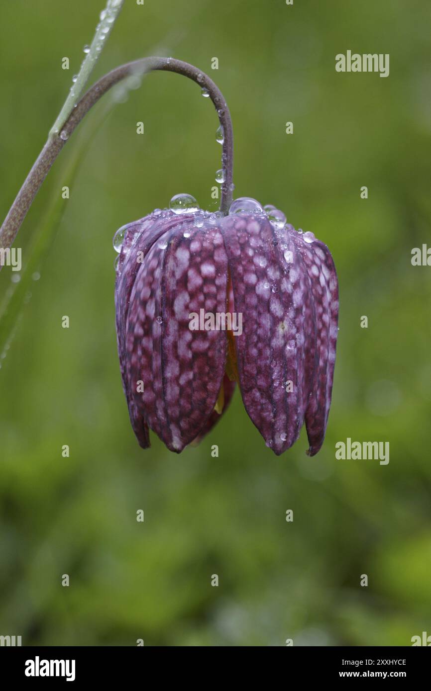 Chess flower, Fritillaria meleagris, snake's head fritillary Stock ...