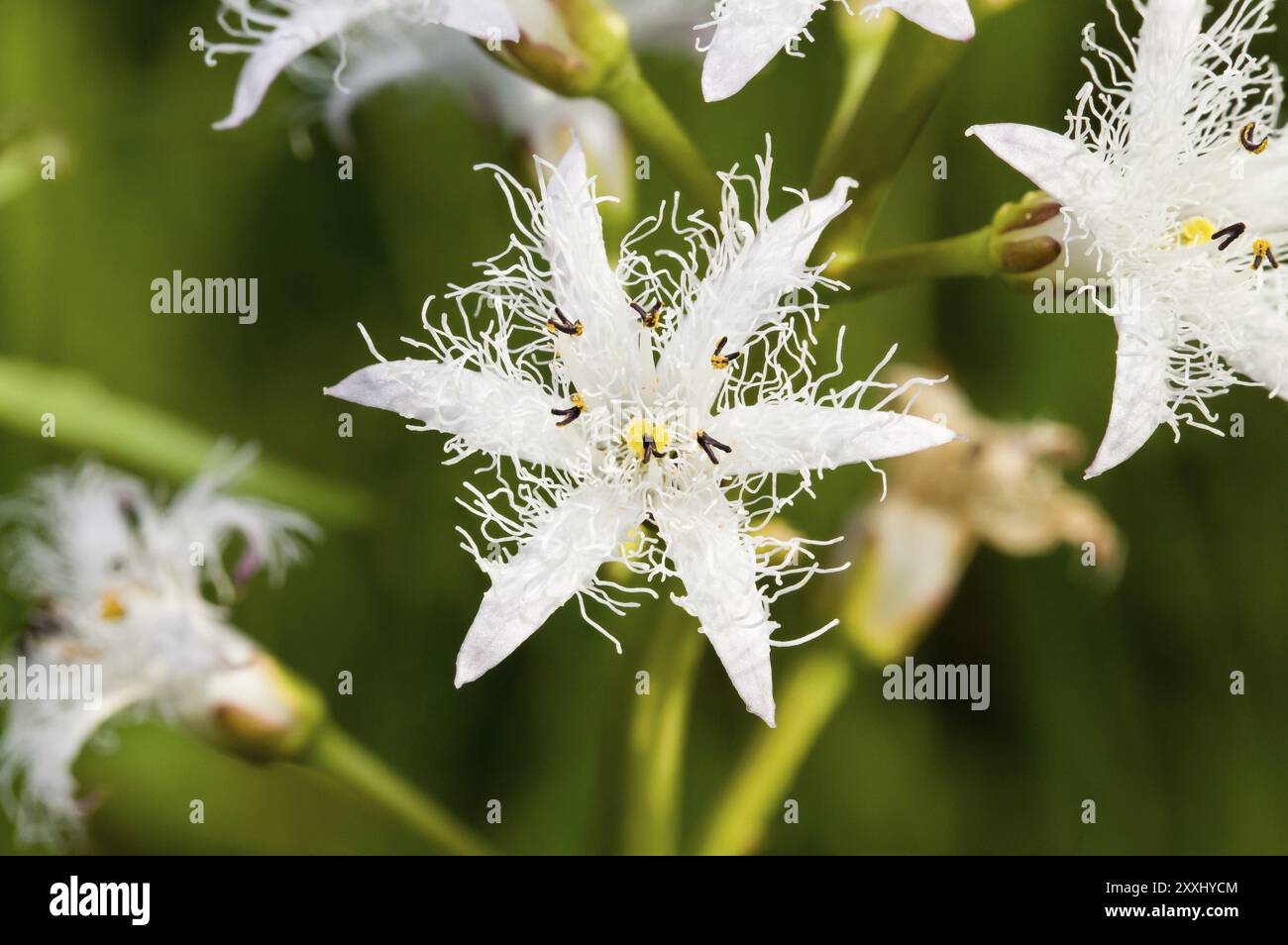 Bogbean, buckbean, Fieberklee (Menyanthes trifoliata Stock Photo - Alamy
