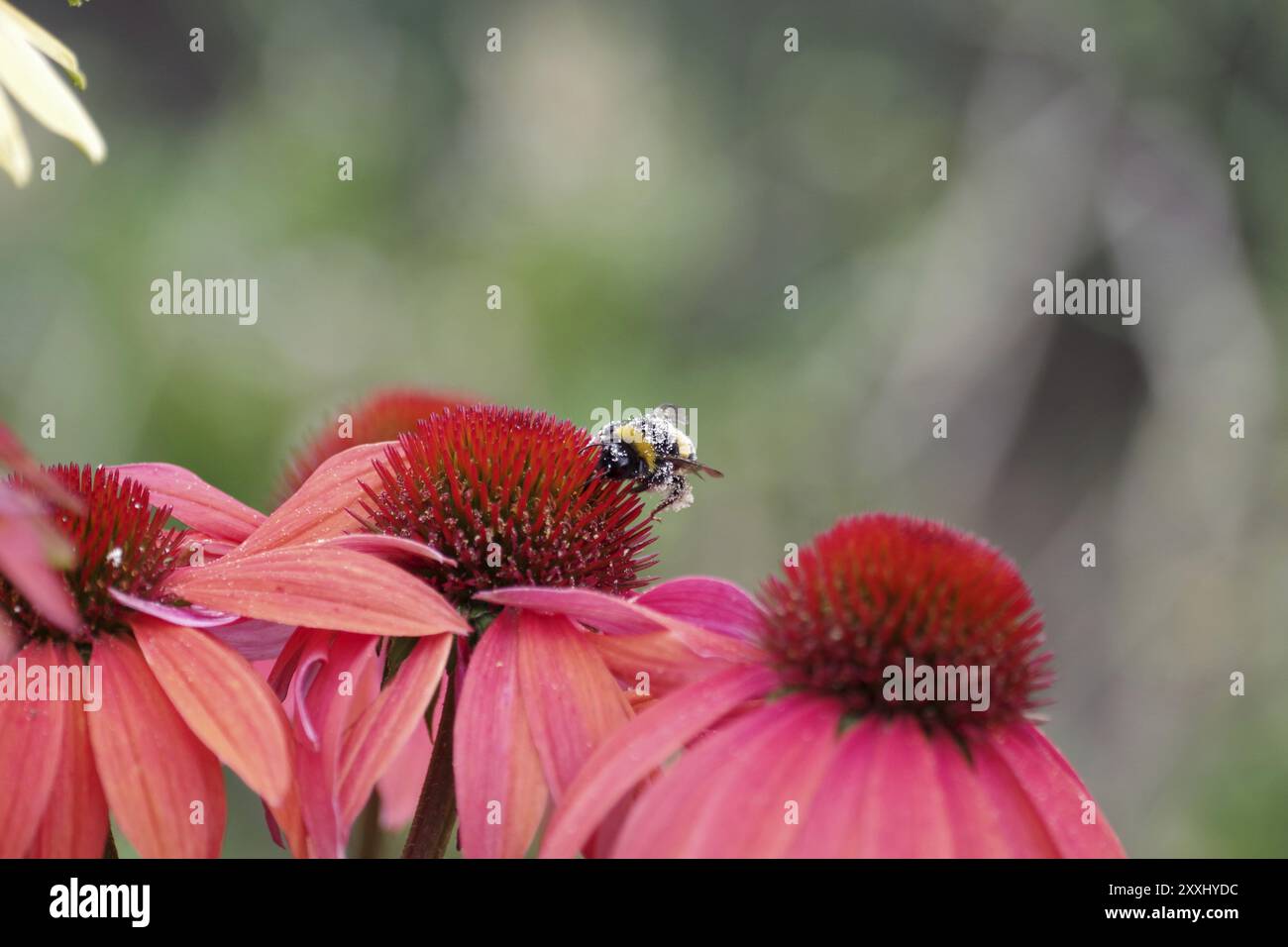 Bumblebee (Bombus), Echinacea, pollen, garden, The bumblebee searches ...