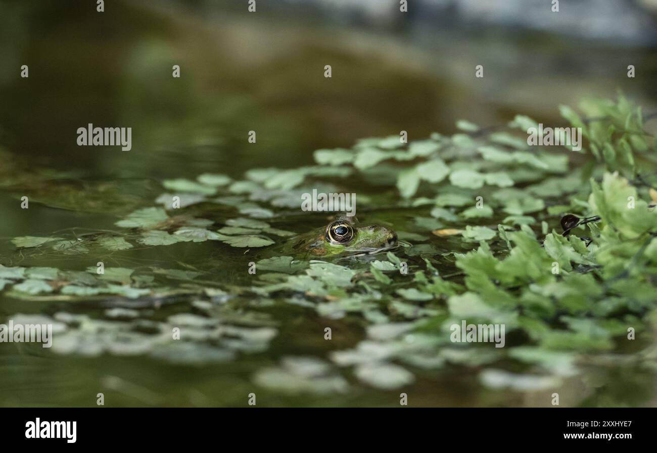 Pelophylax sp hi-res stock photography and images - Alamy