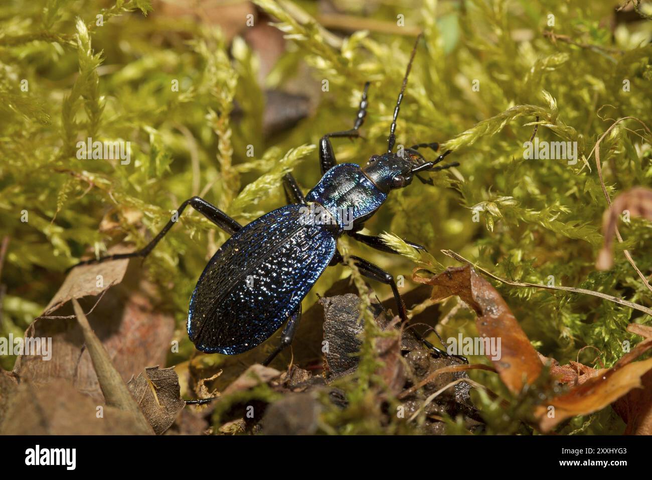 Leather ground beetle, Carabus coriaceus, beetle Stock Photo - Alamy