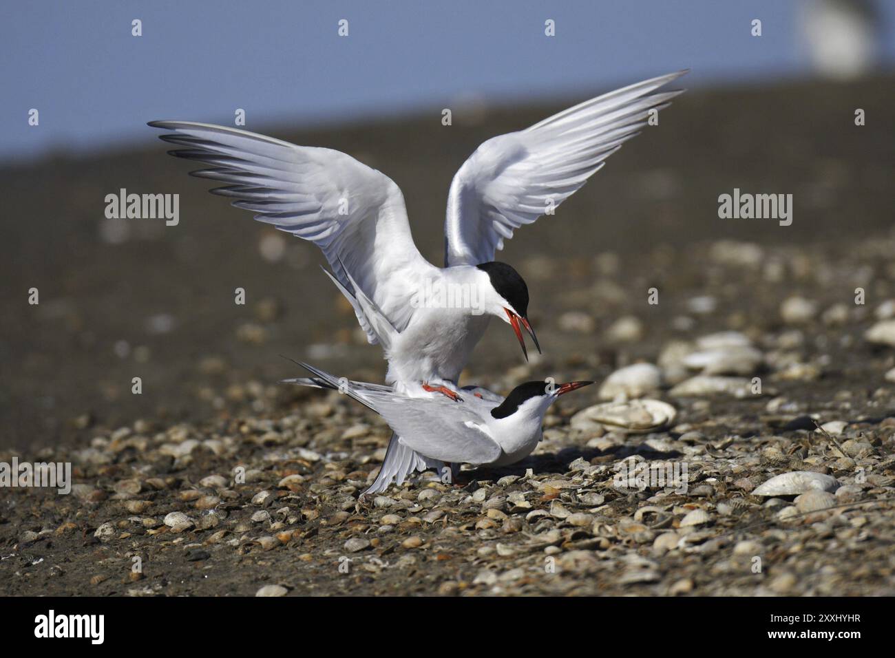 Common Tern, Sterna hirundo, common tern Stock Photo - Alamy