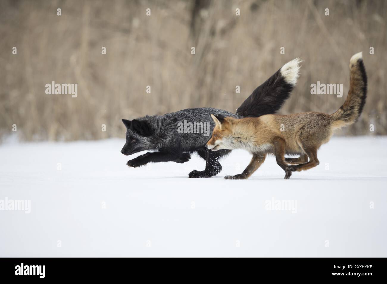 Red fox variety hi-res stock photography and images - Alamy