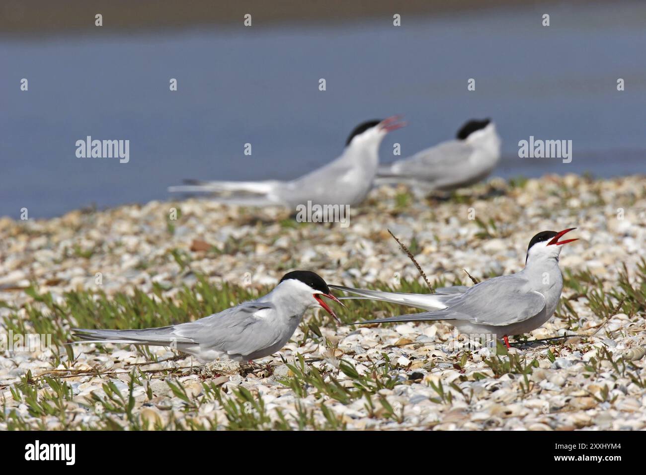 Common Tern, Sterna hirundo, common tern Stock Photo - Alamy