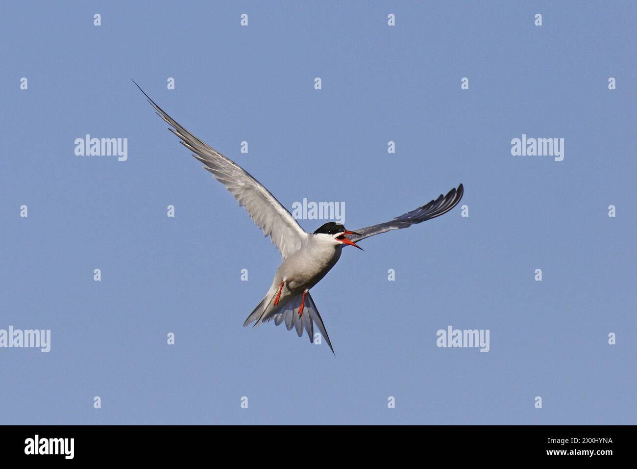 Common Tern, Sterna hirundo, common tern Stock Photo - Alamy