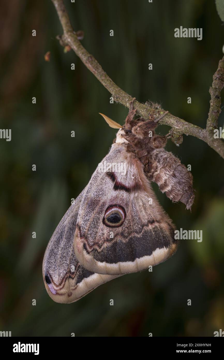 Saturnia pyri, giant peacock moth, male Stock Photo - Alamy