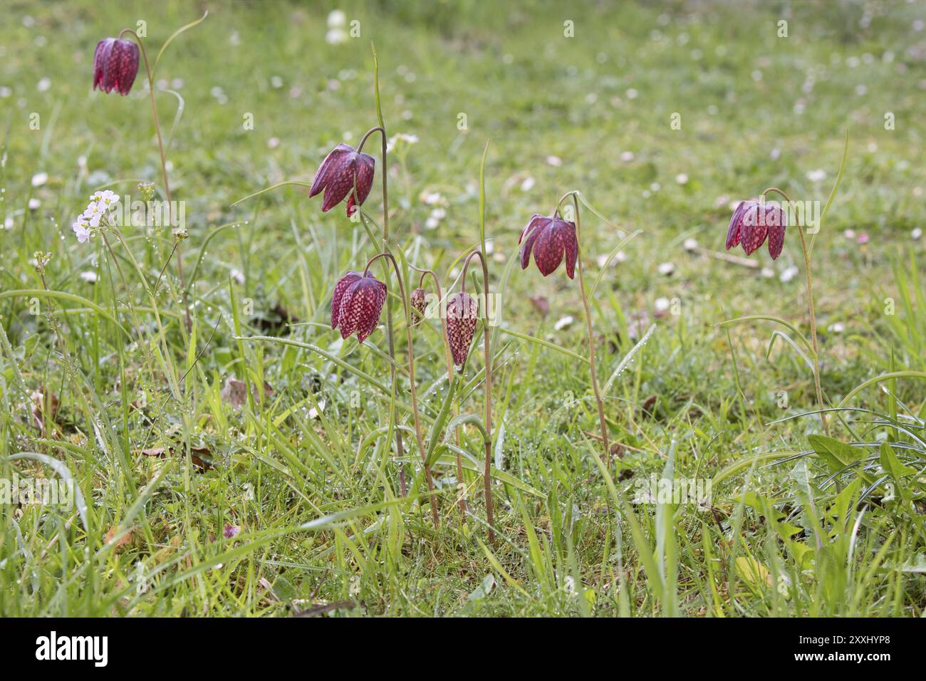 Chess flower chequered pattern hi-res stock photography and images - Alamy