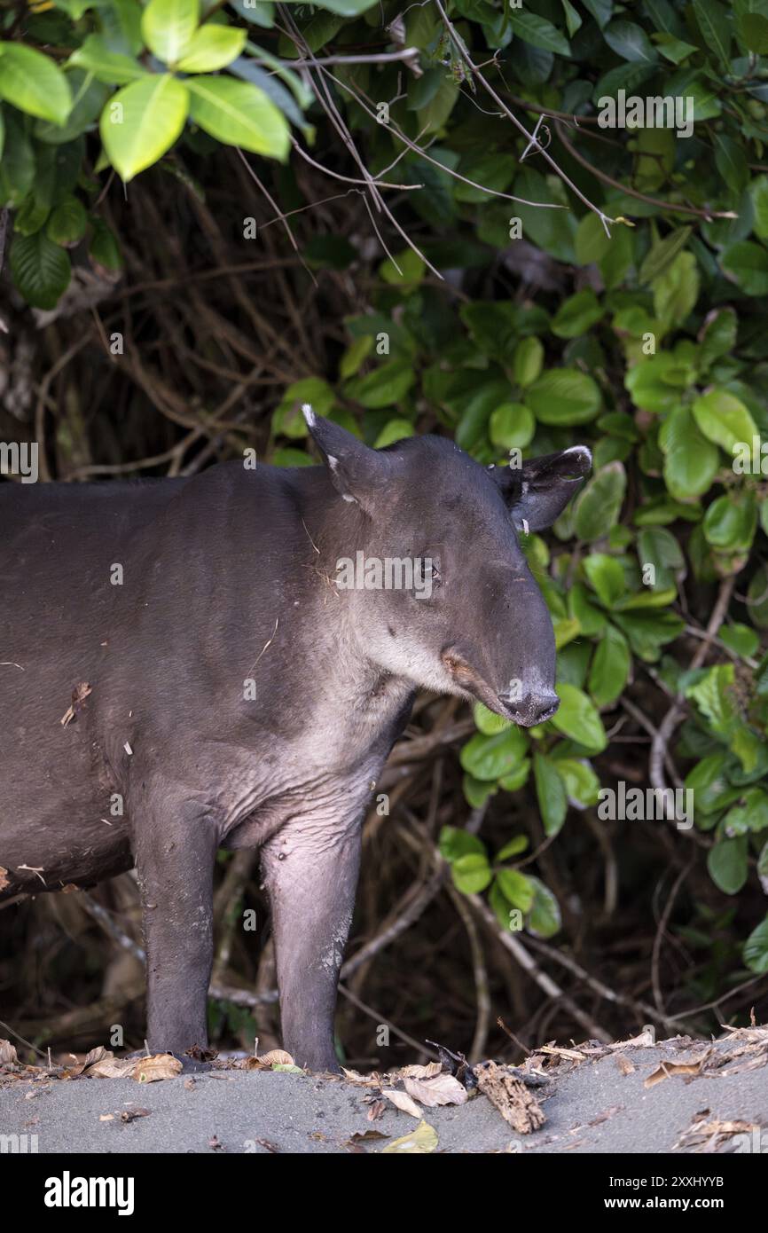 Baird's tapir (Tapirus bairdii), juvenile, in the rainforest, Corcovado ...