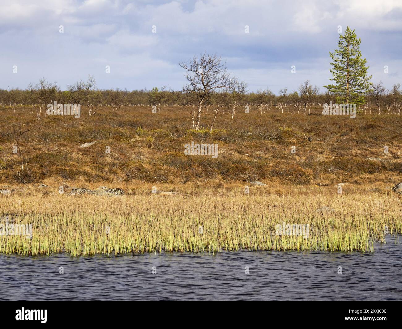 Marsh landscape with Hairy Birch (Betula pubescens) and Pine trees ...
