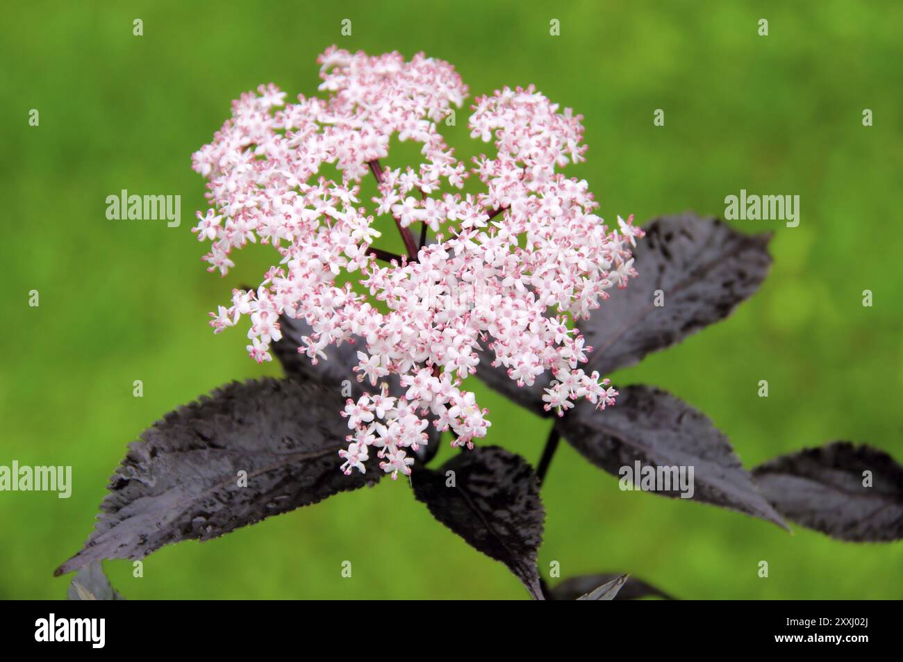 Pink flower umbel hi-res stock photography and images - Alamy