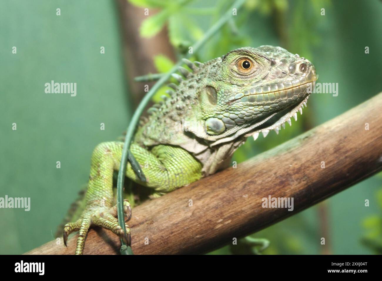 Reptile animal nature wildlife green iguana lizard Stock Photo - Alamy