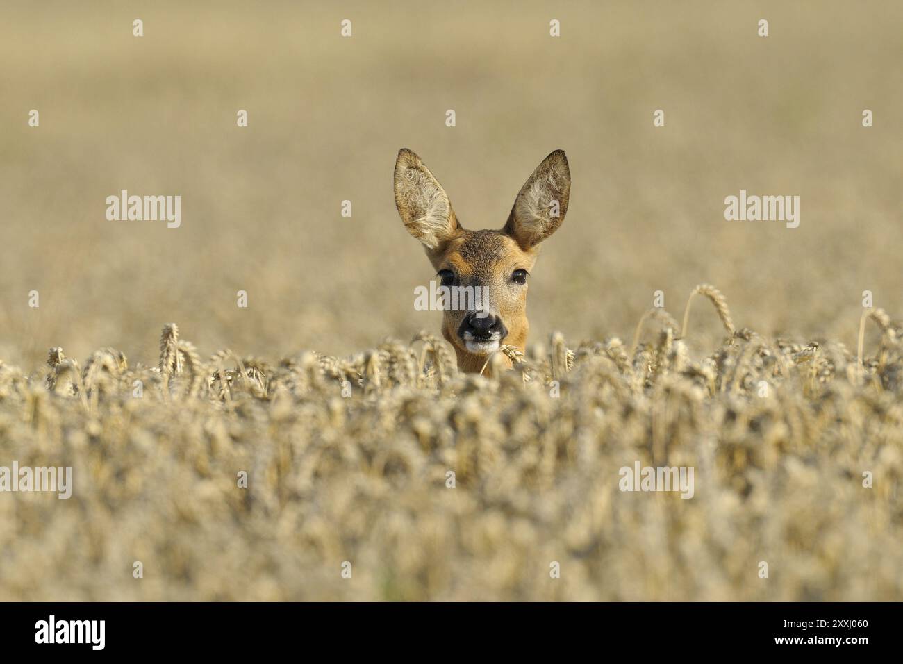 Roe deer in summer, Capreolus capreolus, Germany, Germany, Europe Stock ...