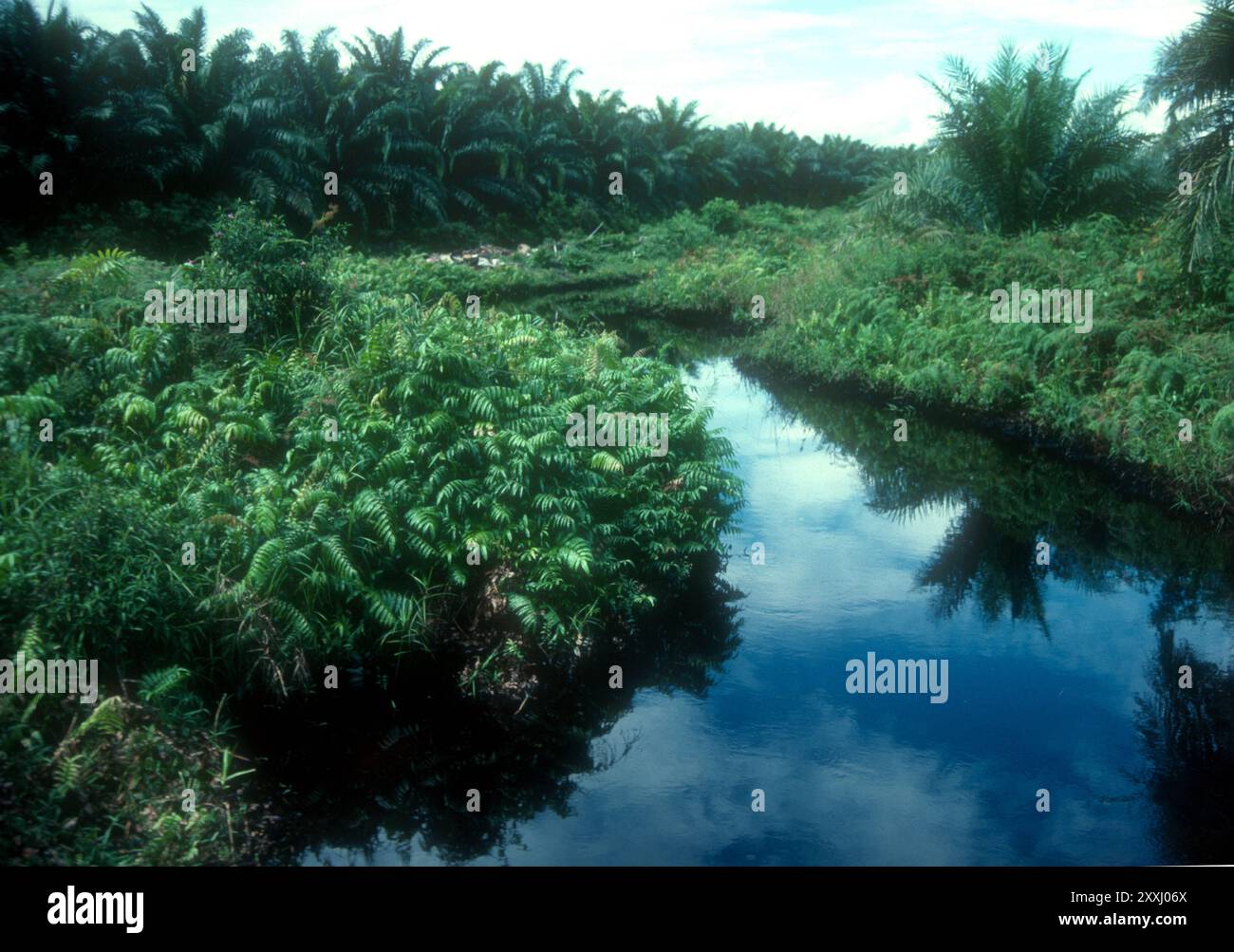 Stagnant water breeding ground for mosquitoes Stock Photo - Alamy