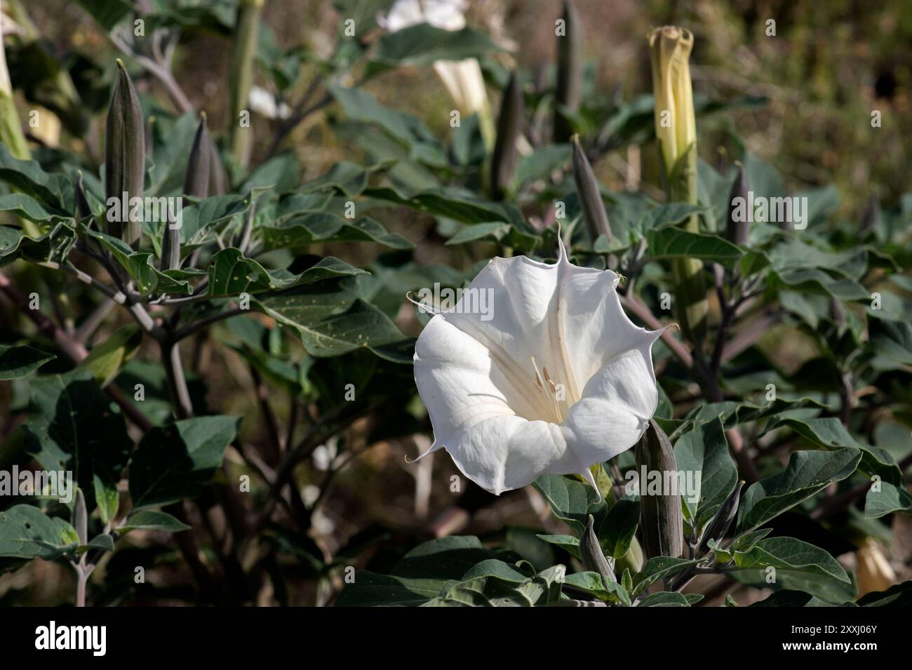 Western Jimson Weed (Datura wrightii) aka Angel's Trumpet, Devil's Weed ...