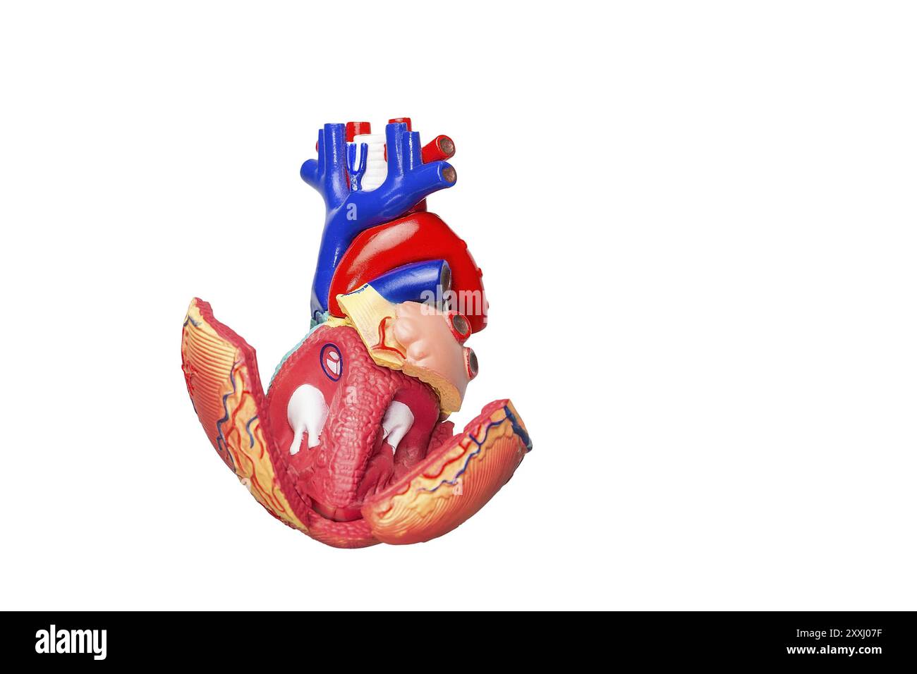 Open model human heart isolated on white background Stock Photo - Alamy