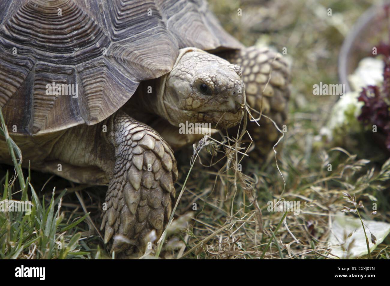 African spurred tortoise spur hi-res stock photography and images - Alamy