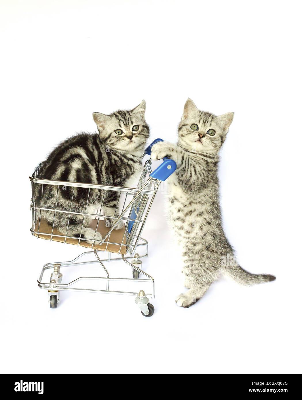 Two young cats with shopping cart isolated on white background Stock ...