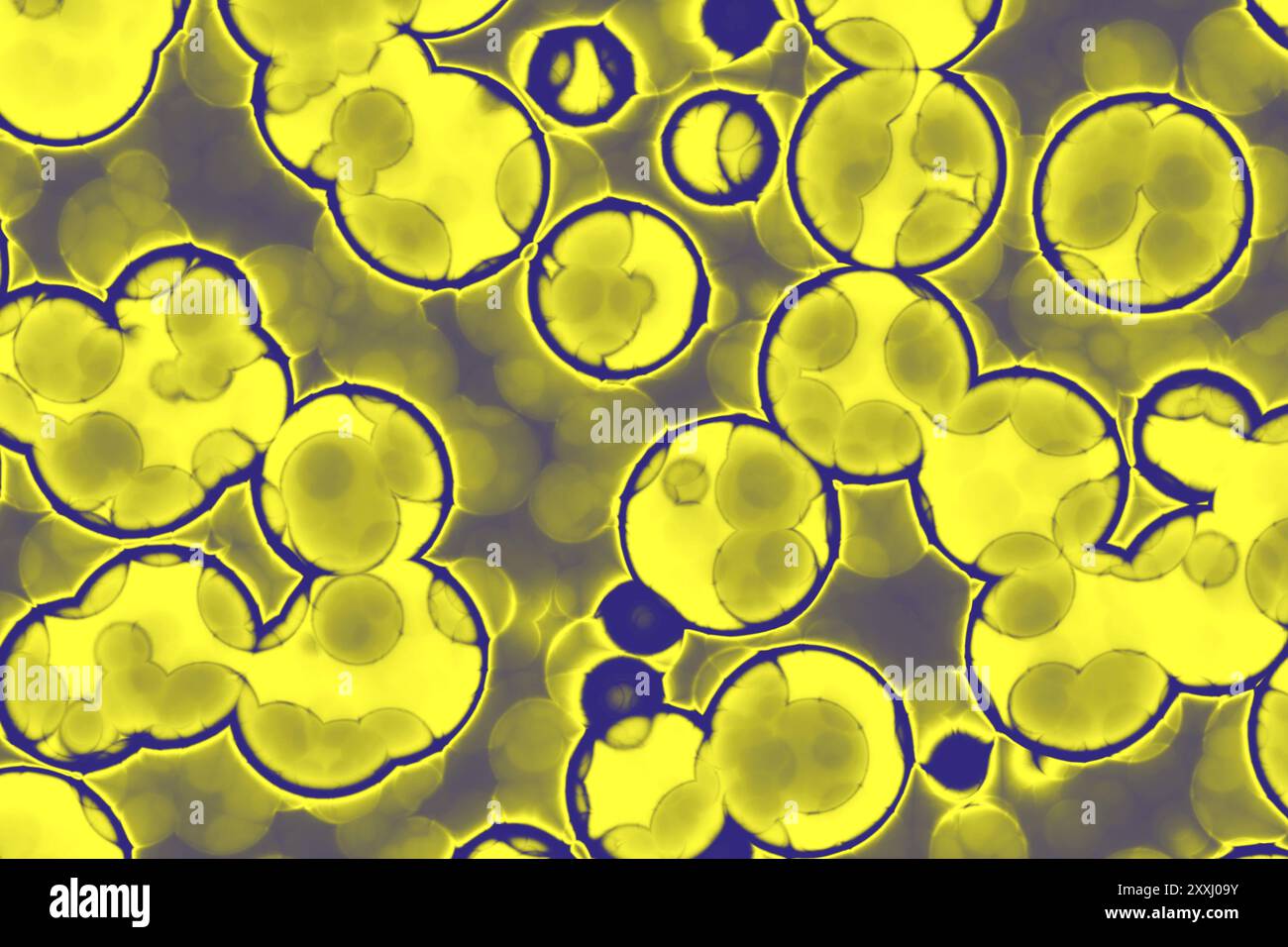 Shape of bacterial cell: cocci, bacilli, spirilla bacteria background ...