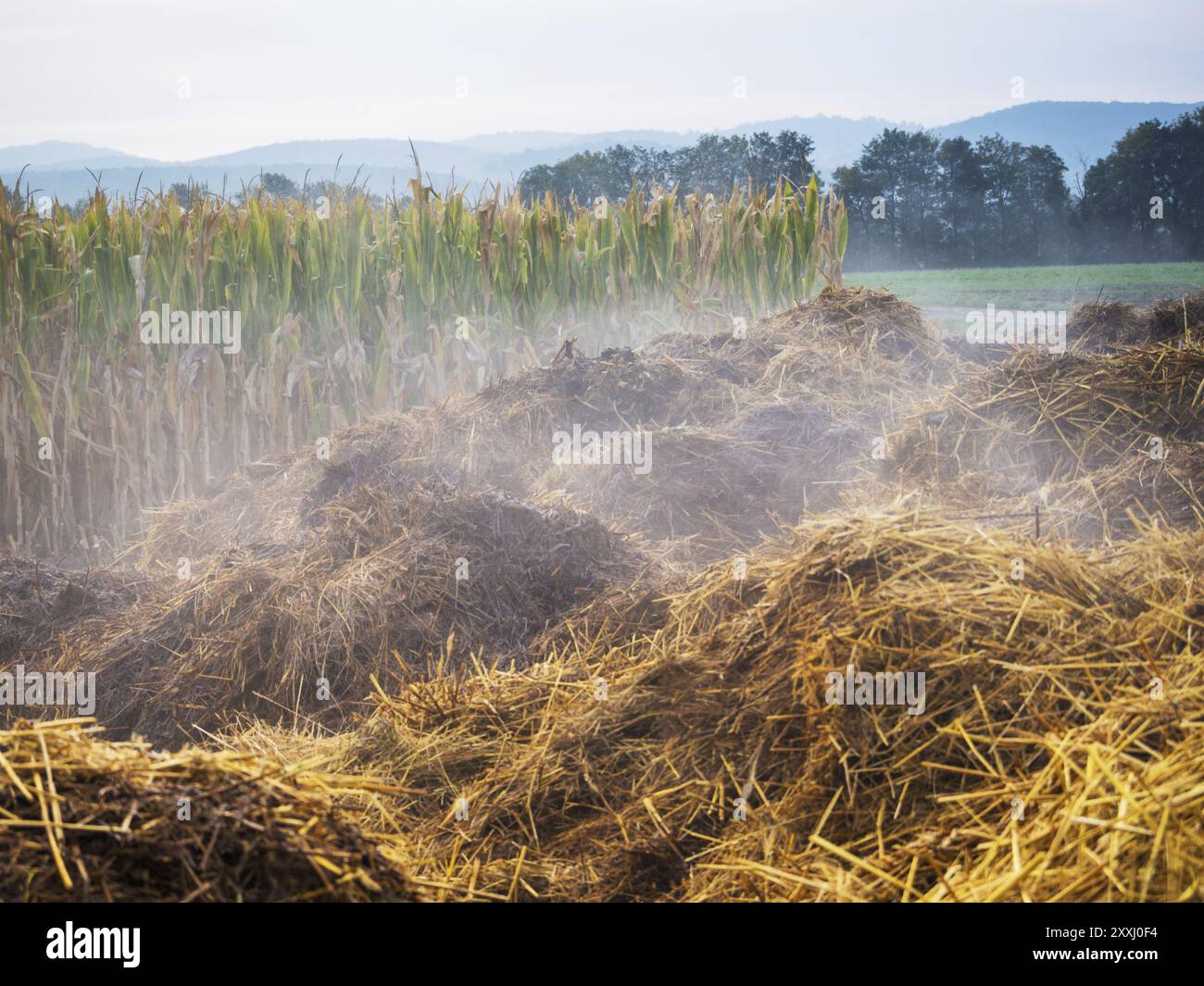 Manure heap on the field for agriculture Stock Photo - Alamy