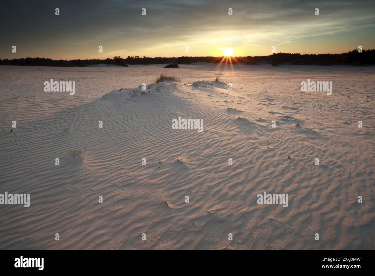 Sunshine over windy sand dunes at sunset, Nunspeet, Gelderland ...