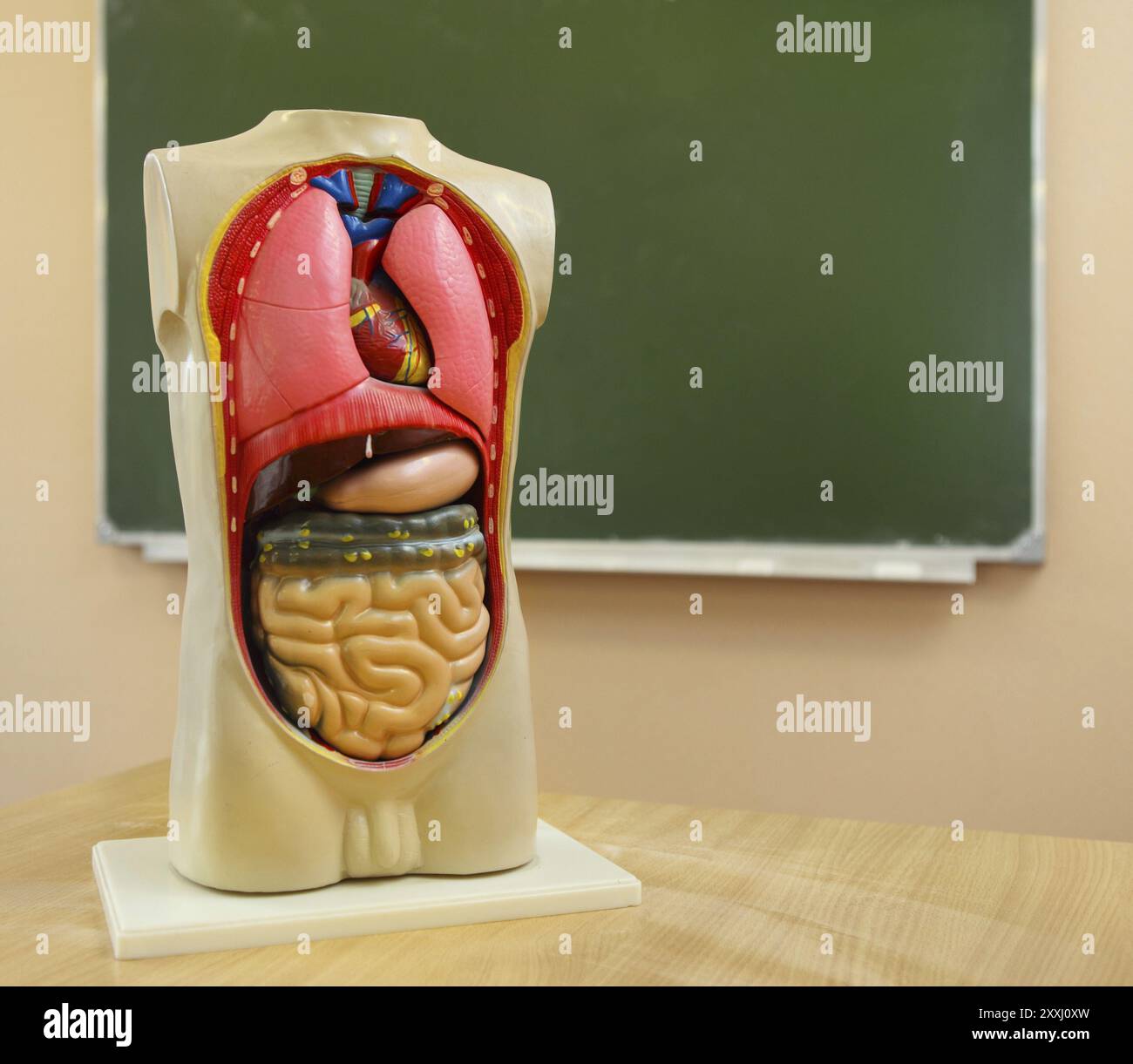 Close up of anatomical model of a human body in biology classroom Stock ...