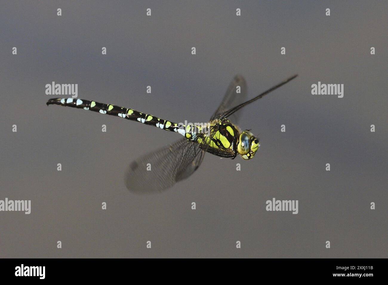 Southern Hawker, Aeshna cyanea, southern hawker Stock Photo - Alamy