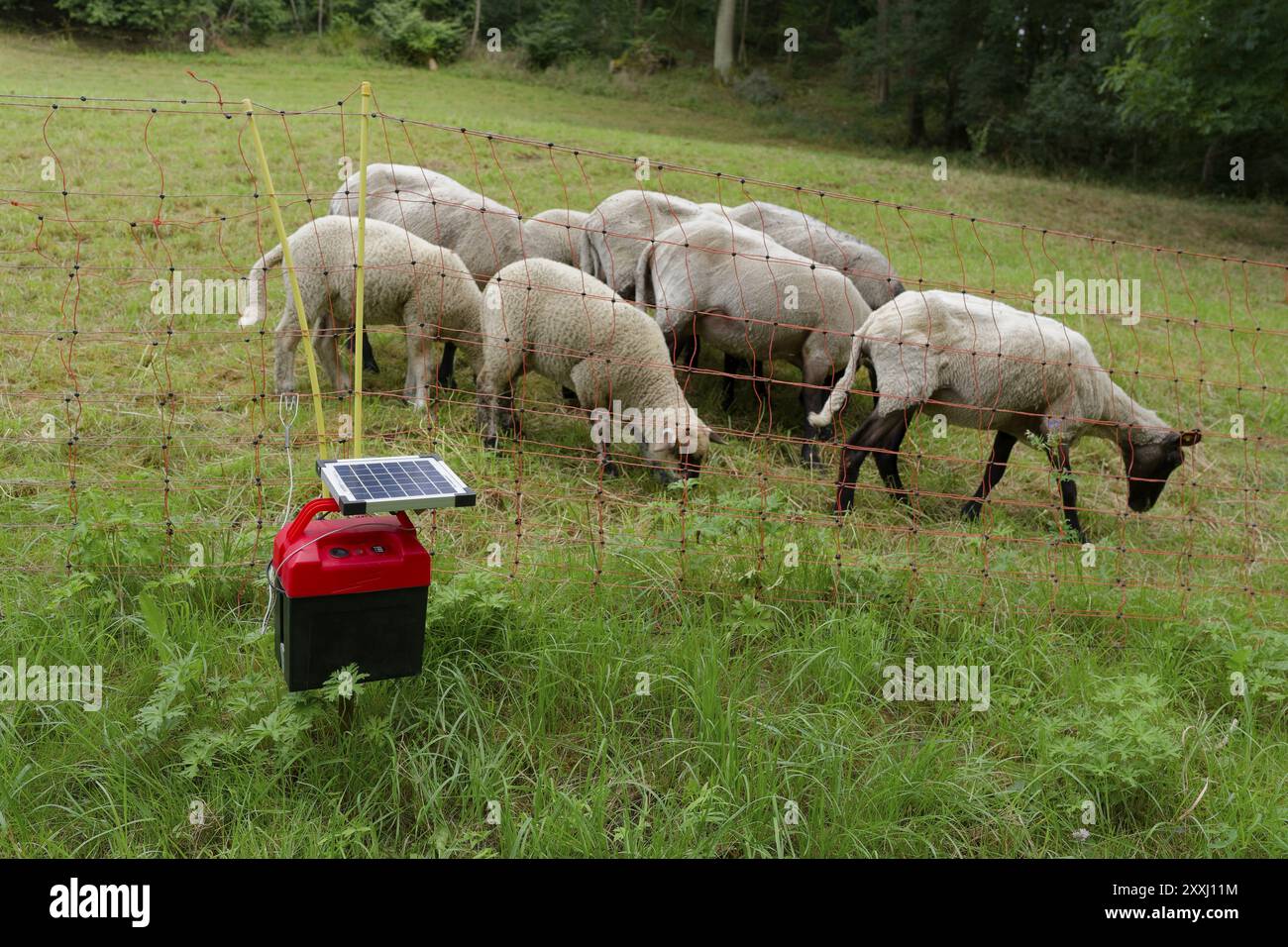 Electric pasture fence, electric fence, pasture farming, sheep farming ...