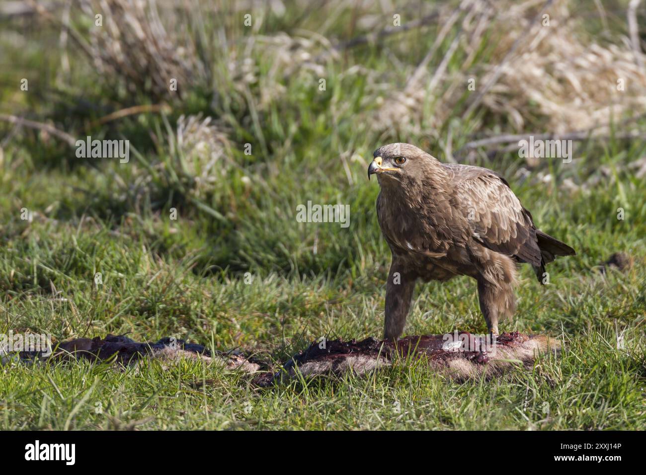 Lesser spotted eagle, Aquila pomarina, lesser spotted eagle Stock Photo ...