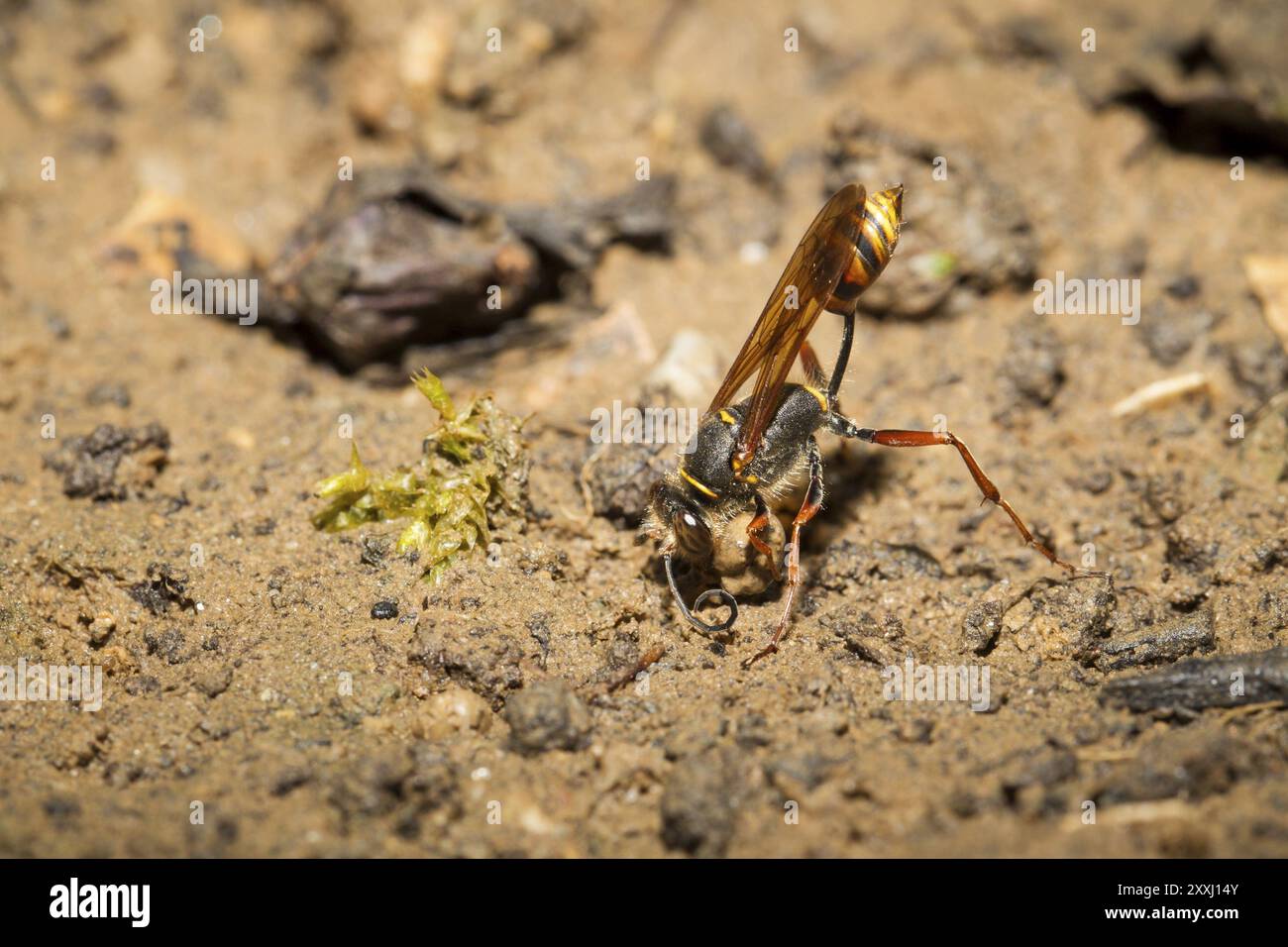 Oriental mortar wasp, Sceliphron curvatum, oriental mortar Stock Photo ...
