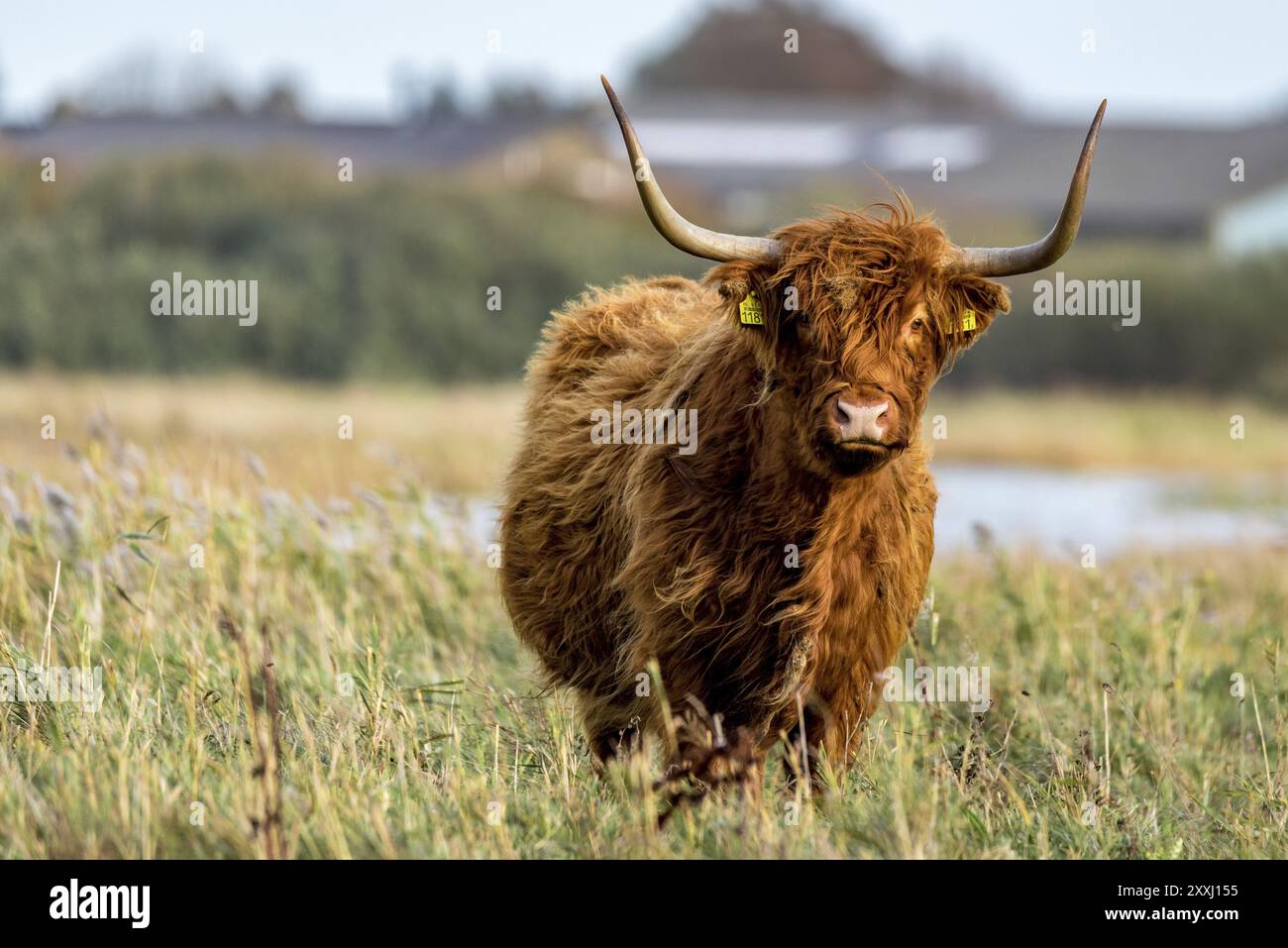 Den Helder, Netherlands. November 2022. Highlander cattle in the wild ...
