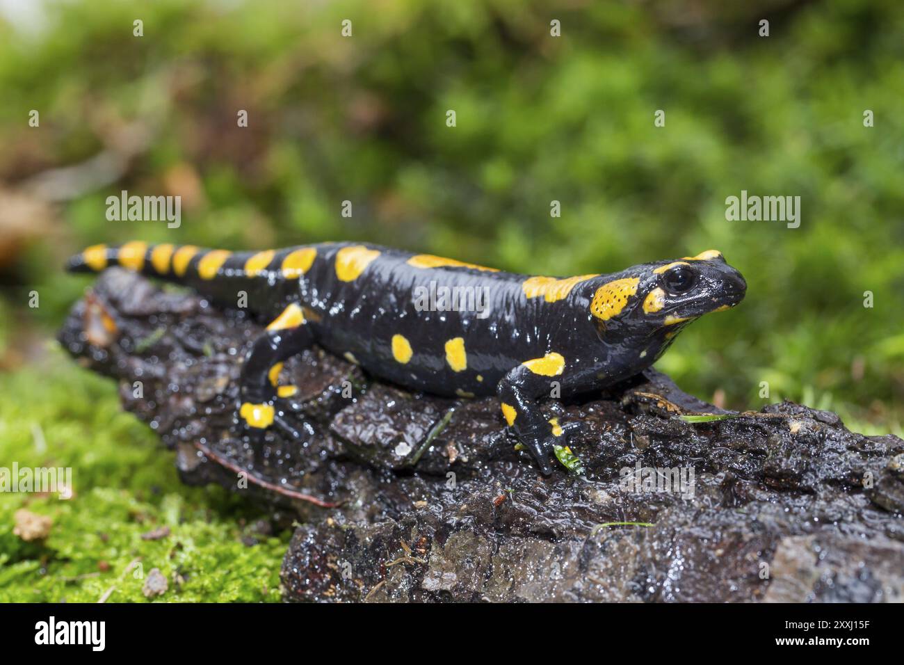 Salamander in wild hi-res stock photography and images - Alamy