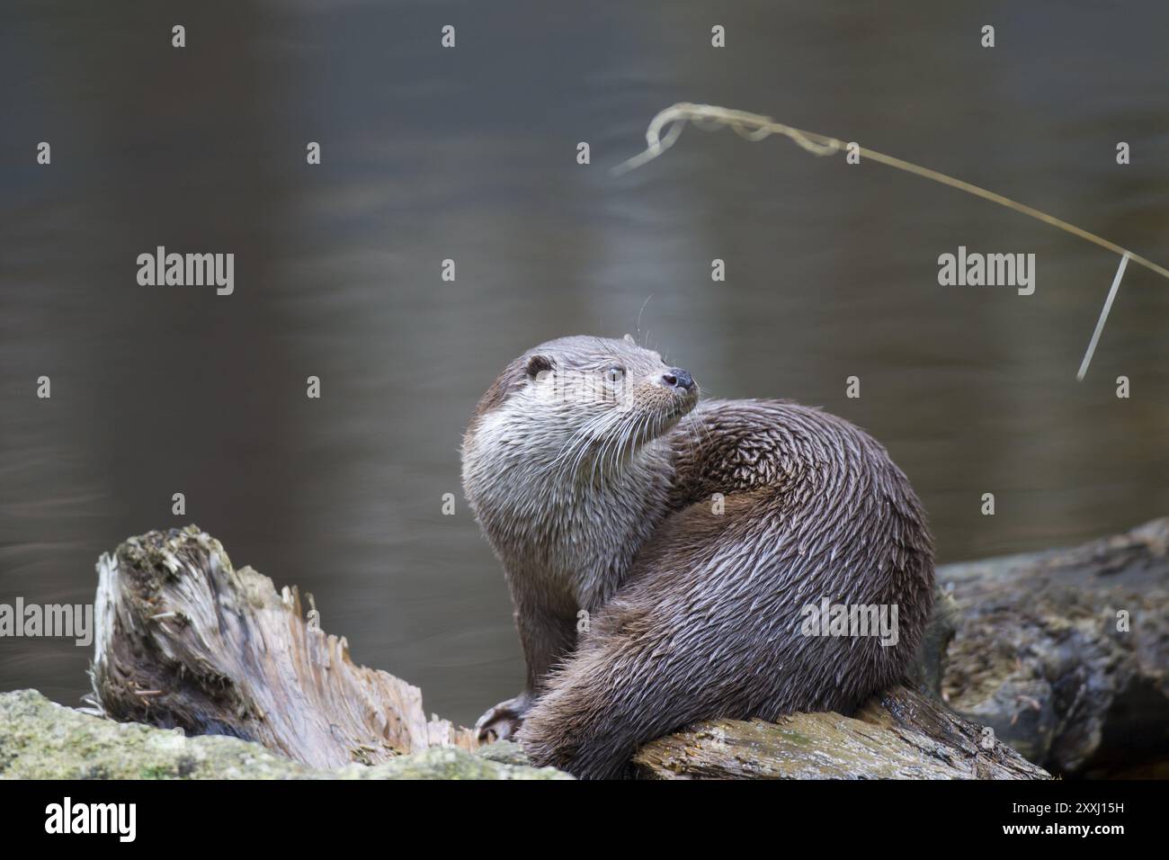 Fischotter (Lutra lutra), eurasian otter, common otter, european otter ...