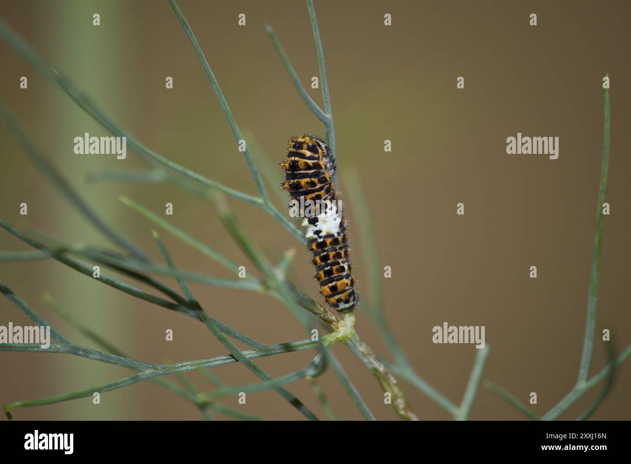 Swallowtail, Caterpillar, Papilio machaon, Common Yellow Swallowtail, Caterpillar Stock Photo ...