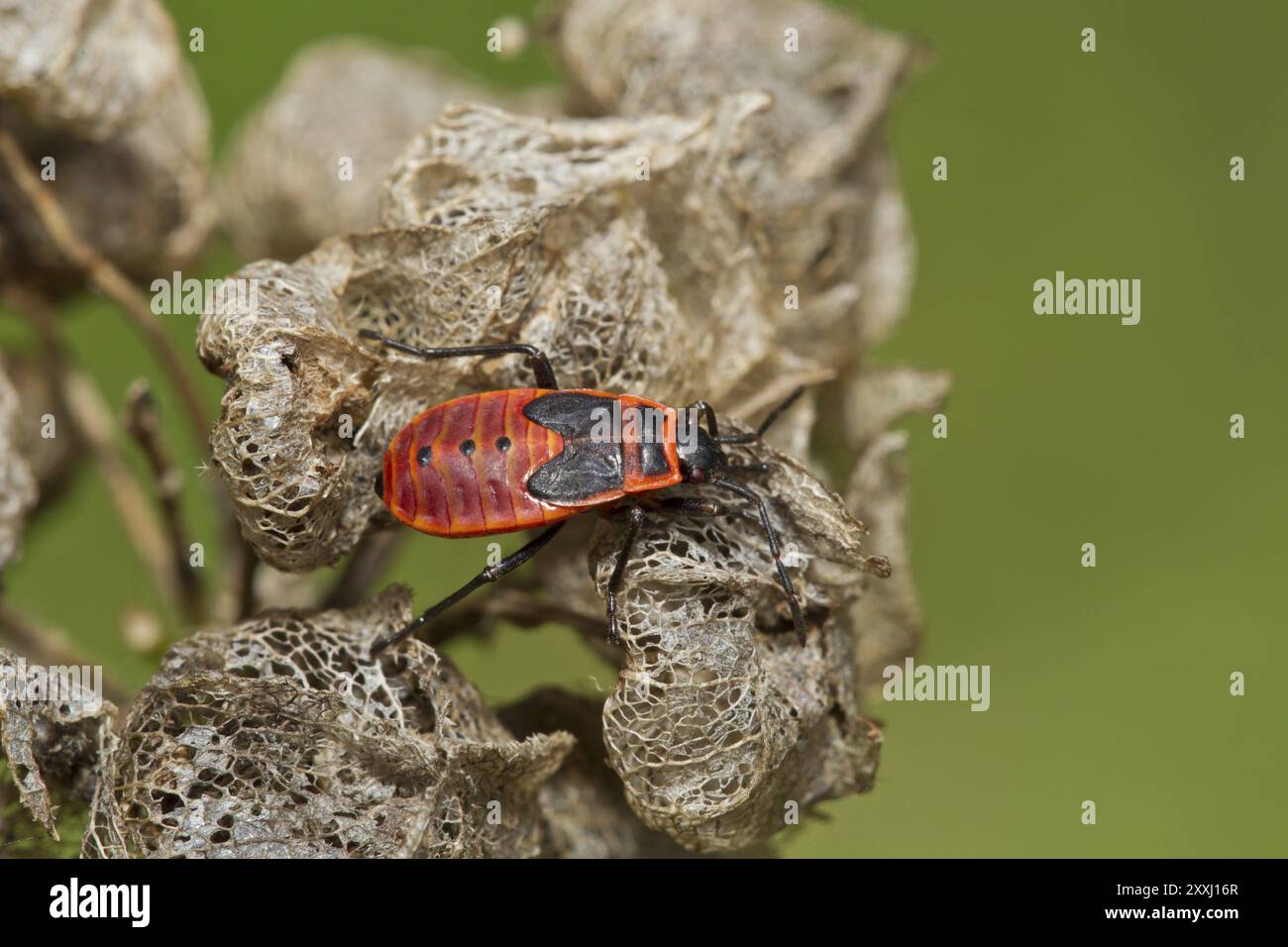 Common fire bug, Pyrrhocoris apterus, firebug Stock Photo - Alamy