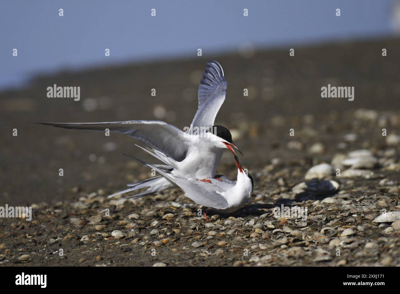 Common Tern, Sterna hirundo, common tern Stock Photo - Alamy