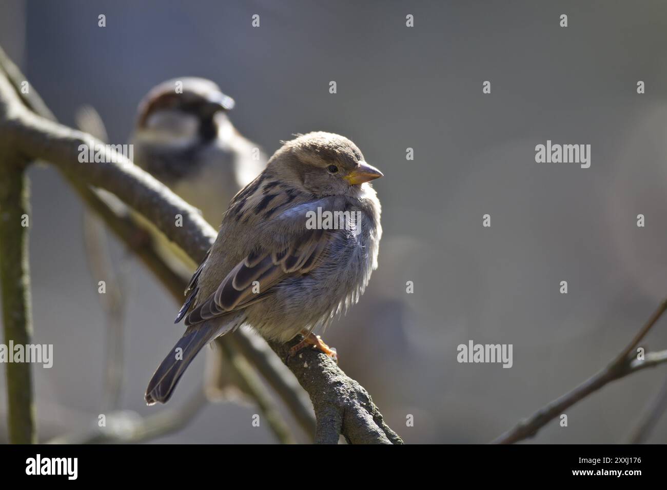 House sparrow, female, Passer domesticus, house sparrow, female Stock ...