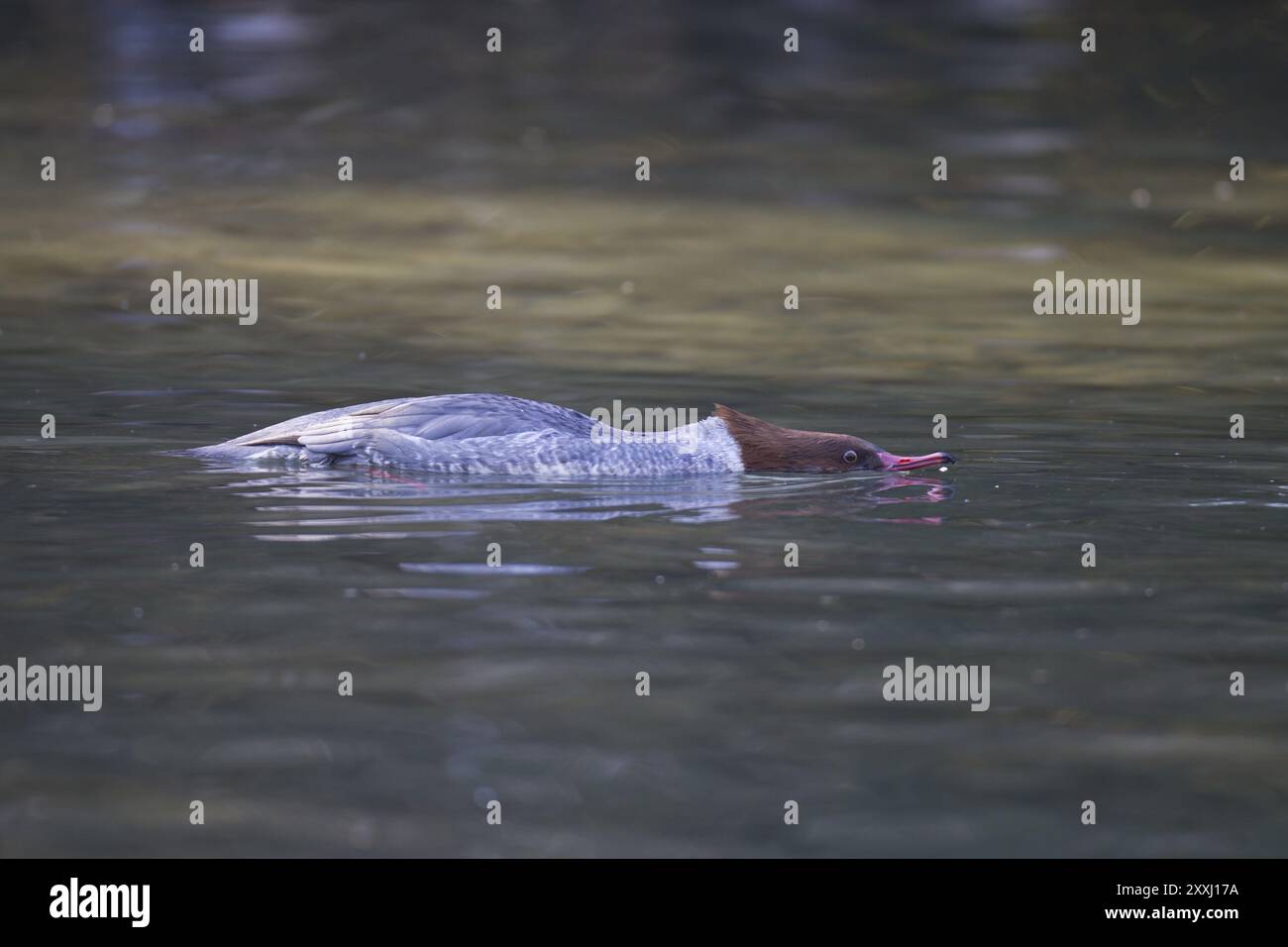 Goosander, female, Mergus merganser, common merganser, female Stock ...