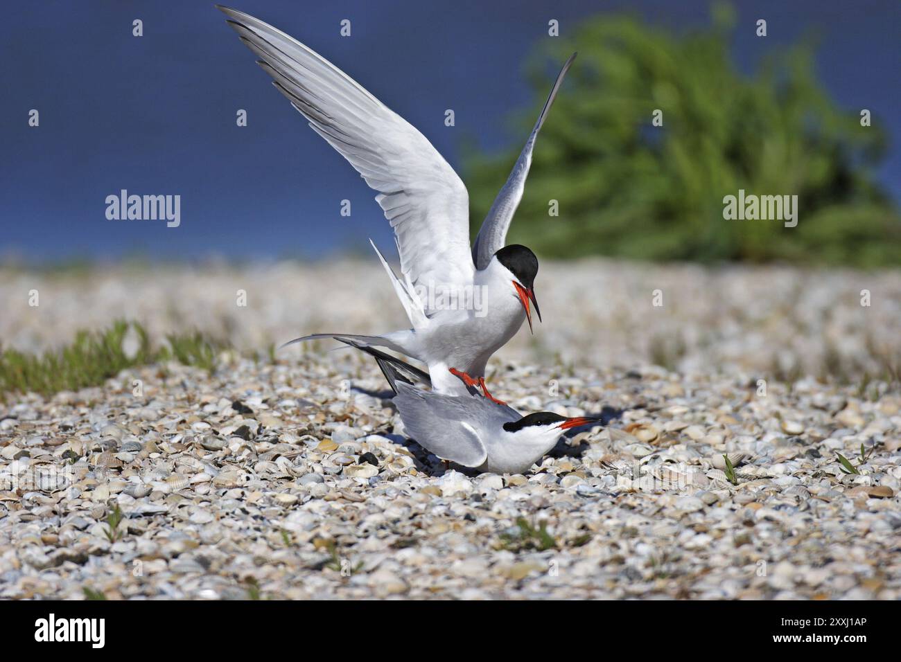 Common Tern, Sterna hirundo, common tern Stock Photo - Alamy