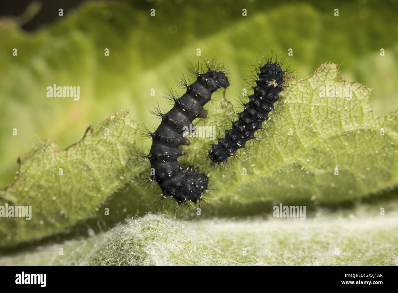 Small emperor moth, caterpillar, Saturnia pavonia, small emperor moth ...